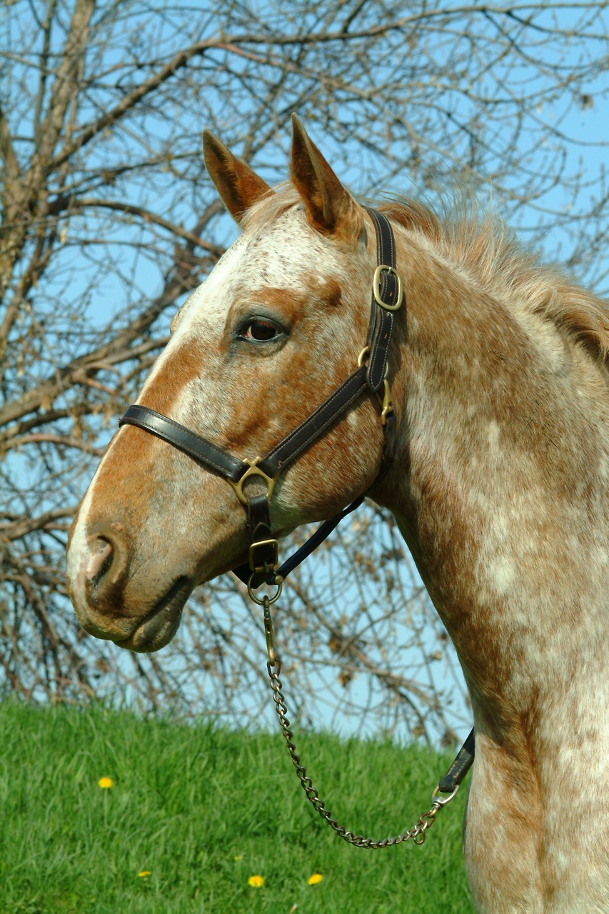 Our Animals - Meadowlarke Stables